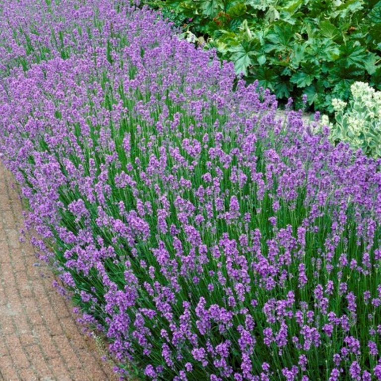 Lavandă | Tufe lavanda | Lavanda la ghiveci | Plantland.ro