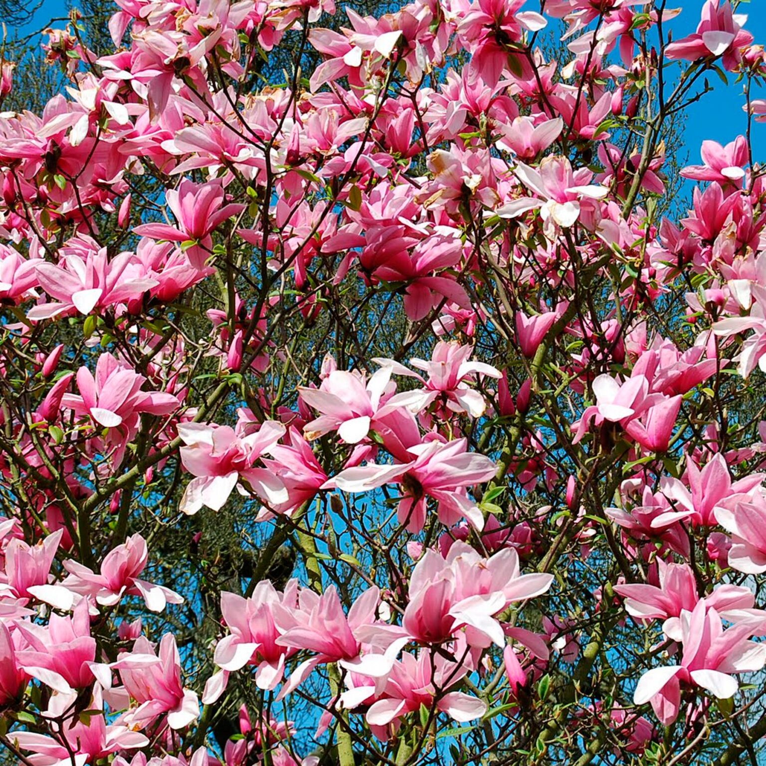Magnolia Ricki 20-25cm la ghiveci | Plantland.ro